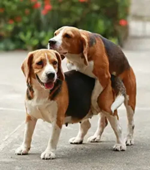 dogs mating seriously