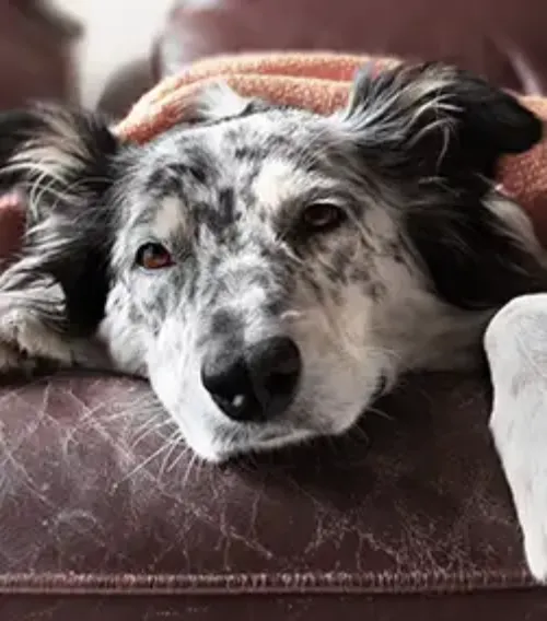 hyperthyroidism in dogs