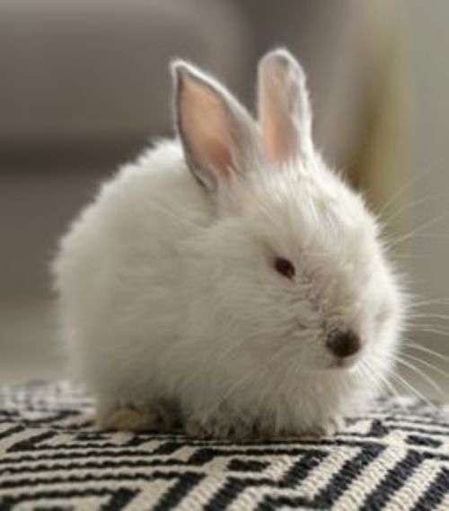 Rabbits As House Pets