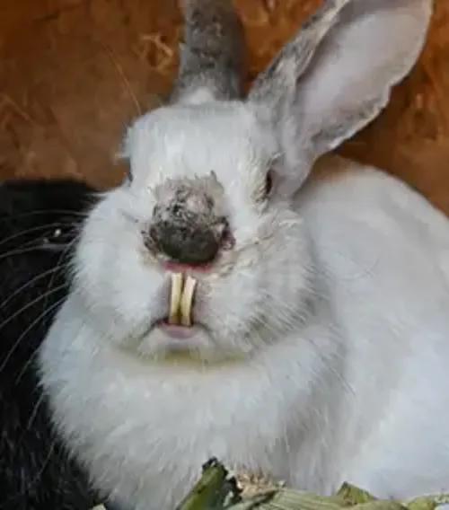 big rabbit teeth