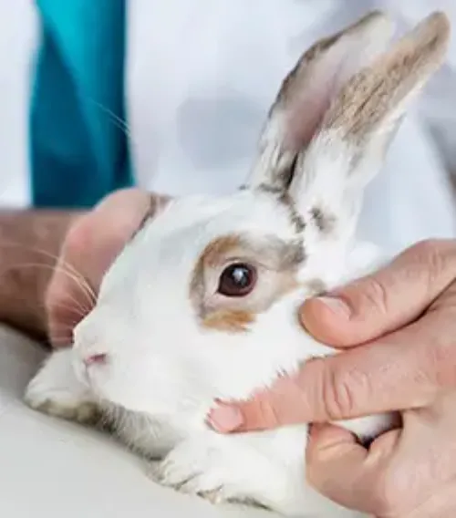 rabbit testicle problems