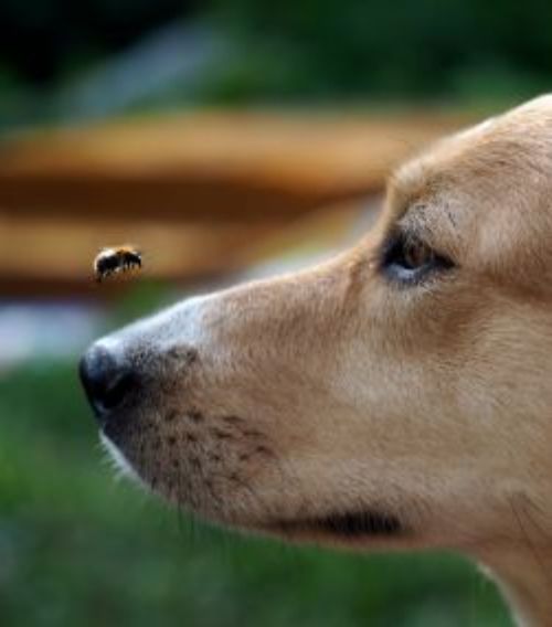 bee sting face dog