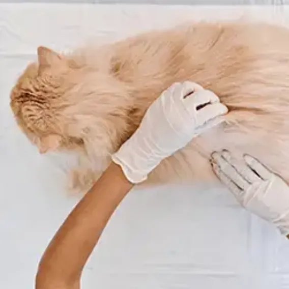 Pet Insurance Cover and Quotes | Everypaw