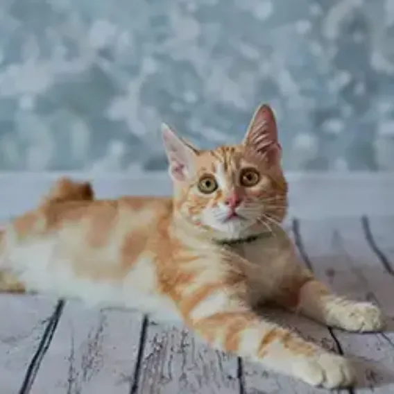 when do kittens get better