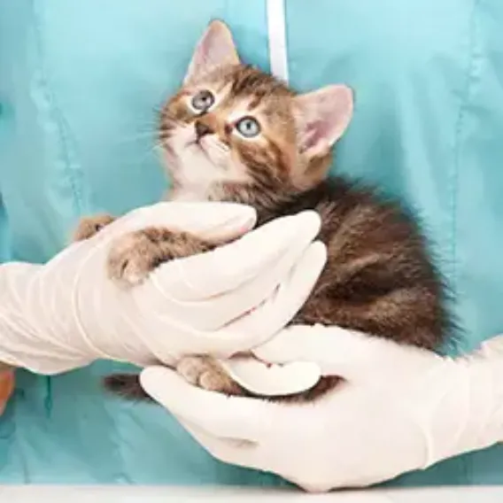 Pet Insurance Cover and Quotes | Everypaw