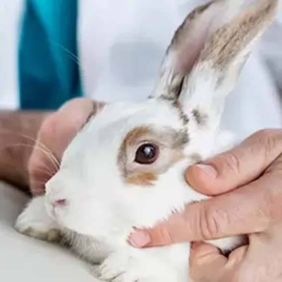 Pet Insurance Cover and Quotes | Everypaw