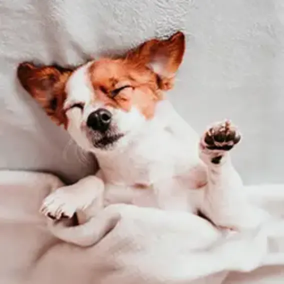 Pet Insurance Cover and Quotes | Everypaw