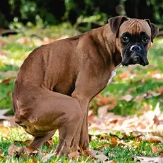 Pet Insurance Cover and Quotes | Everypaw