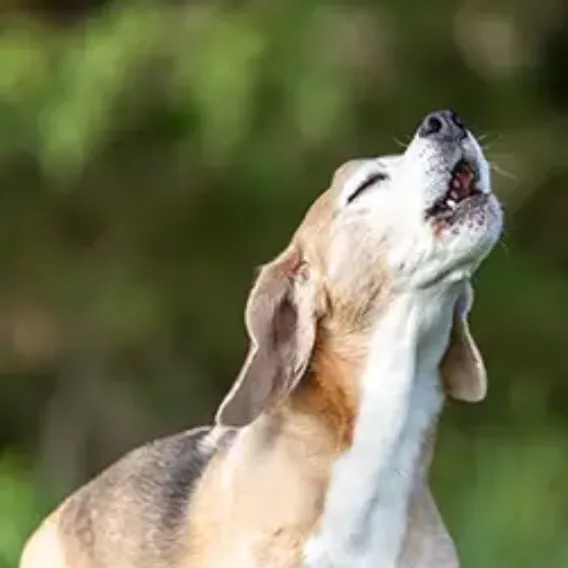 Pet Insurance Cover and Quotes | Everypaw