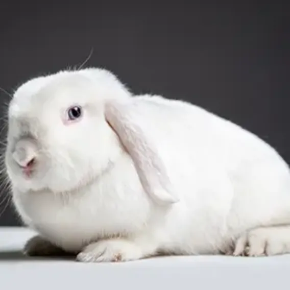 Pet Insurance Cover and Quotes | Everypaw