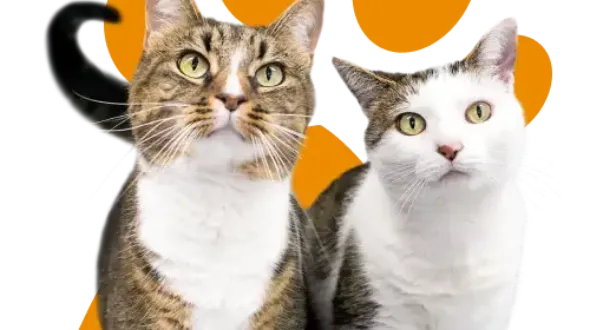 Pet Insurance Cover and Quotes | Everypaw