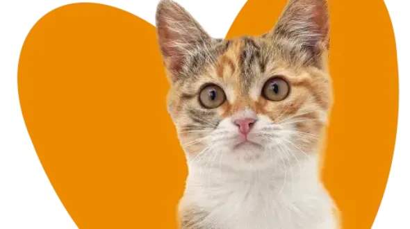 Pet Insurance Cover and Quotes | Everypaw