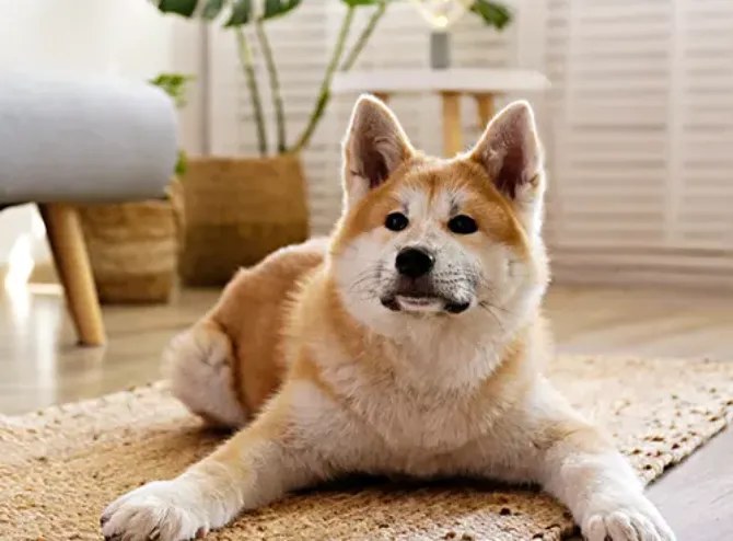 does japan kill dogs